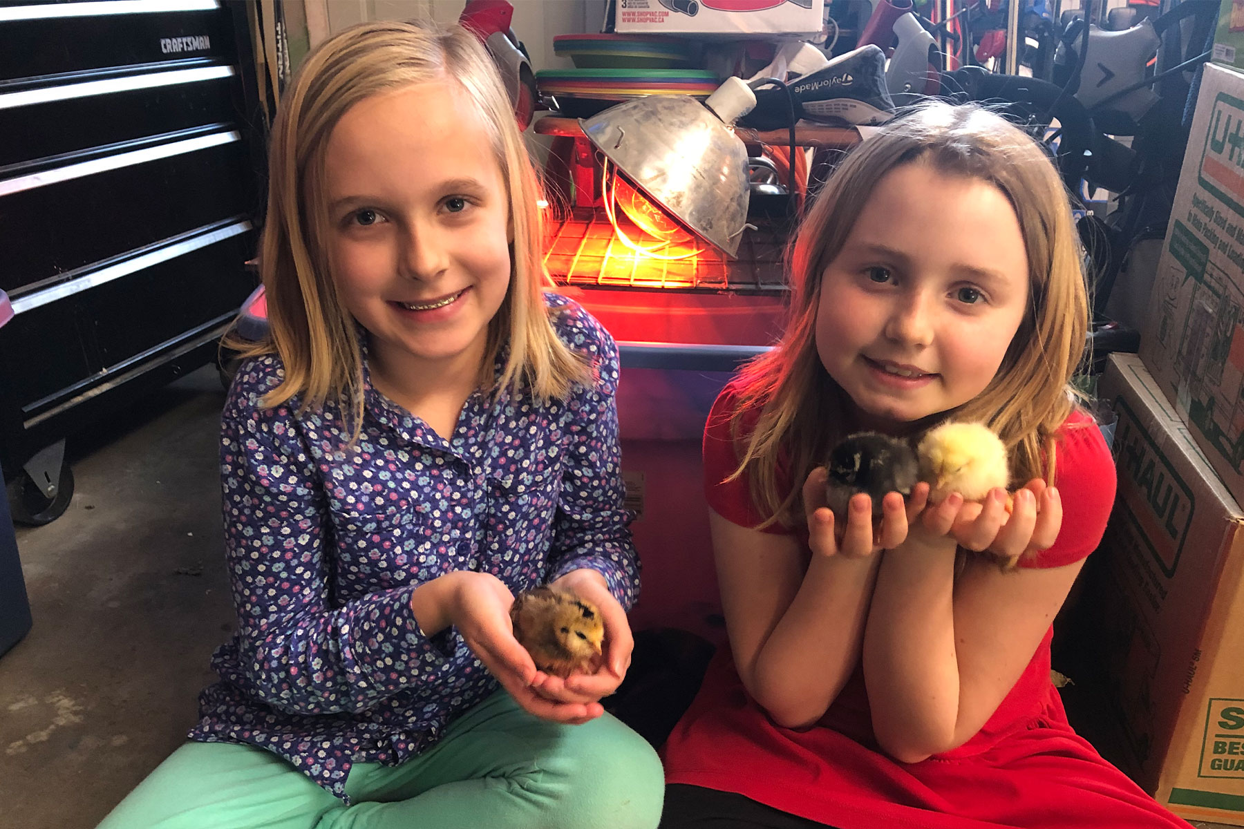 AROUND TOWN #8: Backyard Chickens - 89.5 KTSY